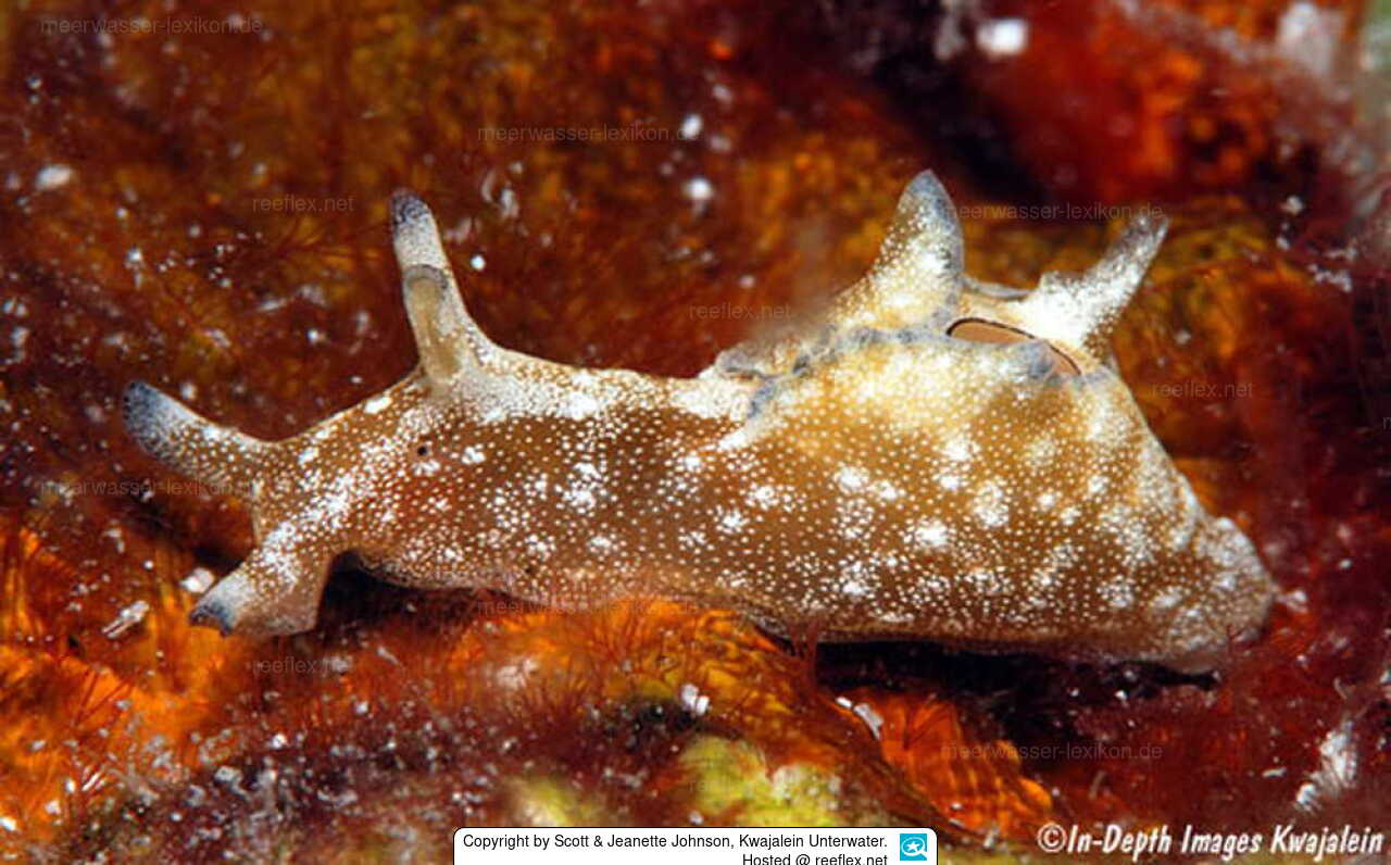 Aplysia nigrocincta seahare