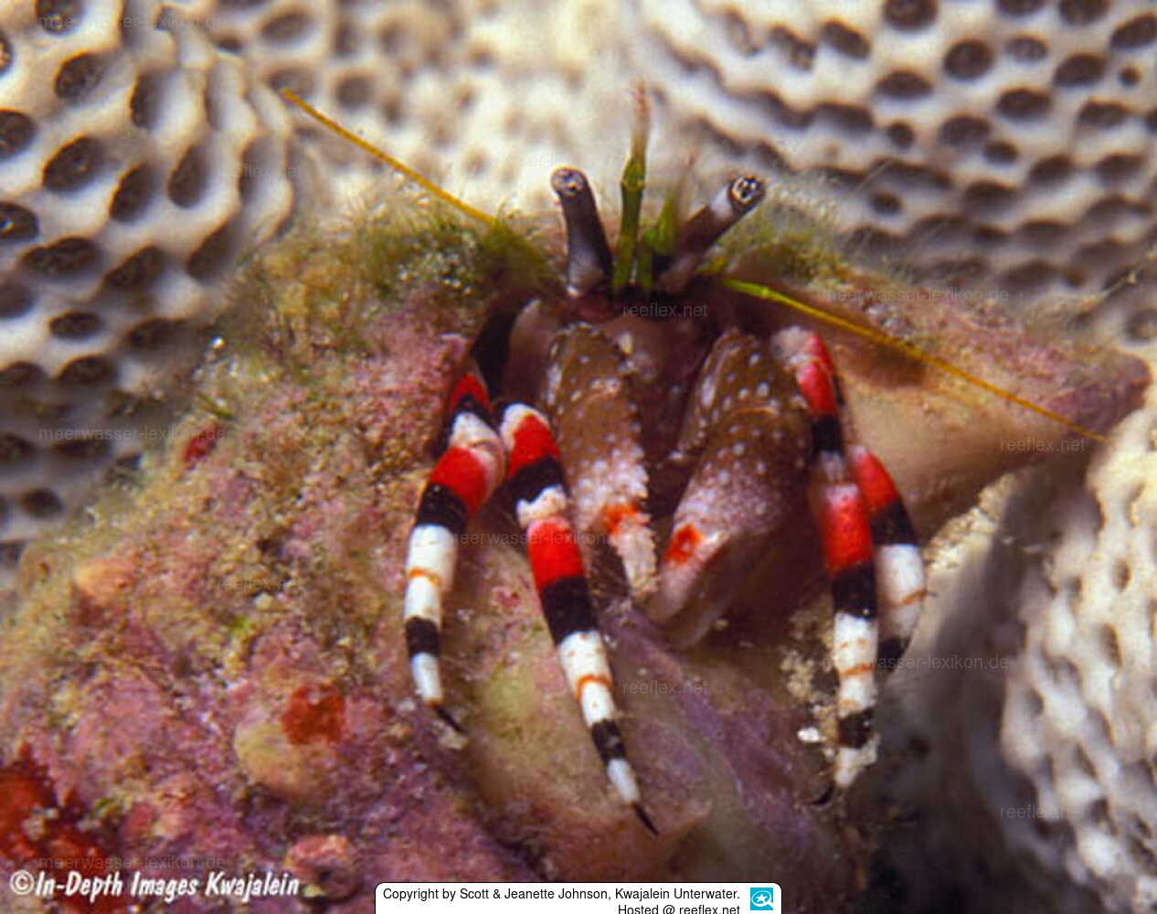 Calcinus isabellae Hermit crab