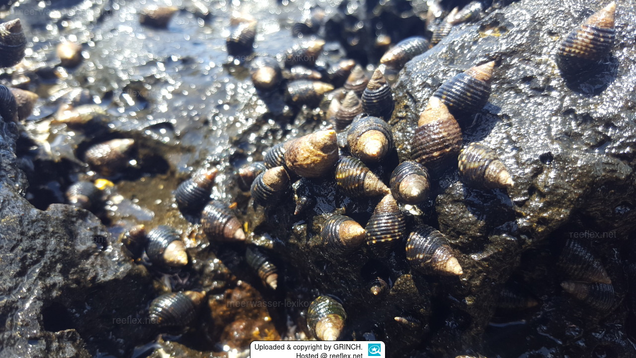 Planaxis sulcatus Tropical Periwinkle, Ribbed Clusterwink, Furrowed ...