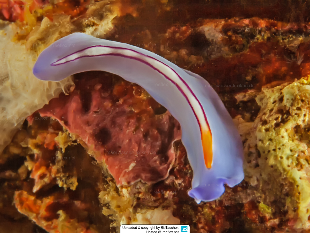 Pseudoceros bifurcus flatworm