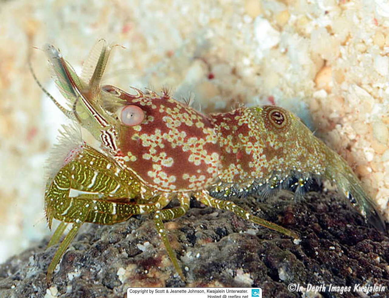 Saron neglectus Eyespot shrimp, Green Marble Shrimp, Spotted marbled shrimp