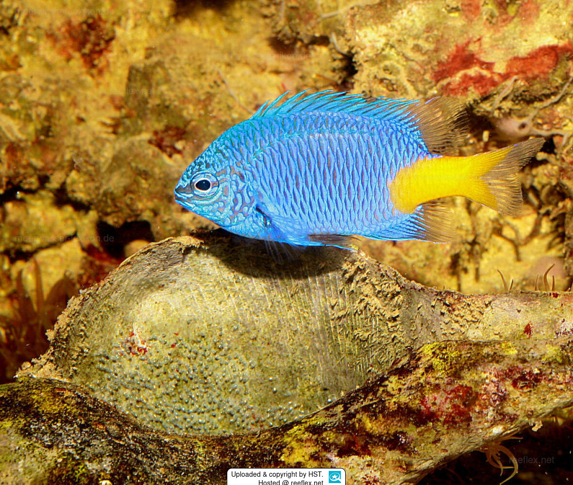 Chrysiptera parasema Gelbschwanzdemoiselle