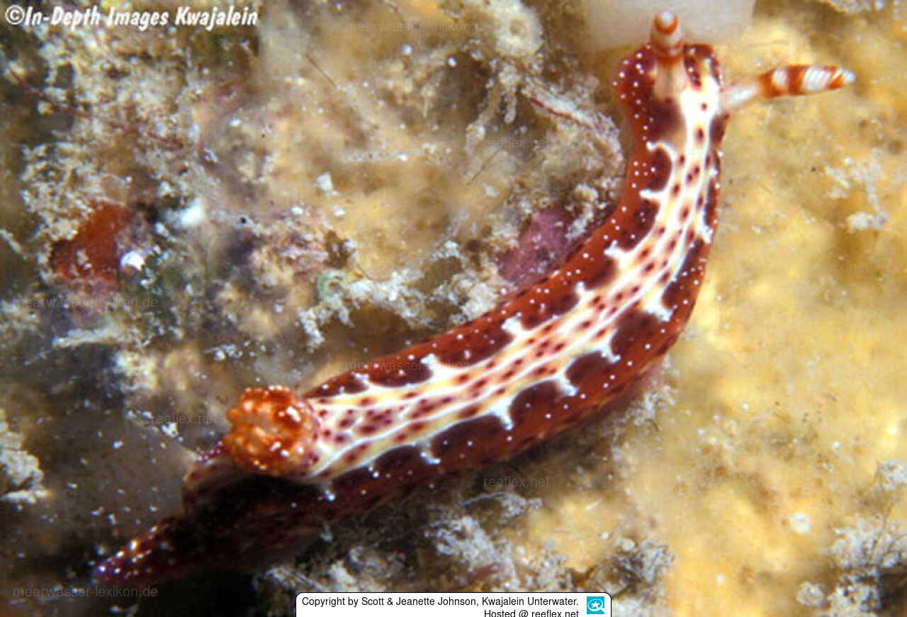 Hypselodoris decorata Spotted Hypselodoris