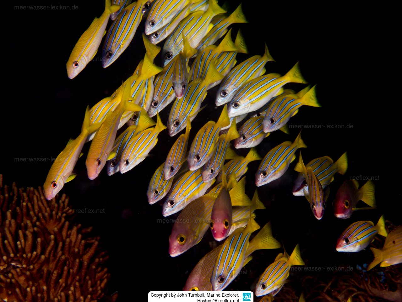 Lutjanus rufolineatus Yellow-lined Snapper, Moluccan Seaperch, Yellow ...