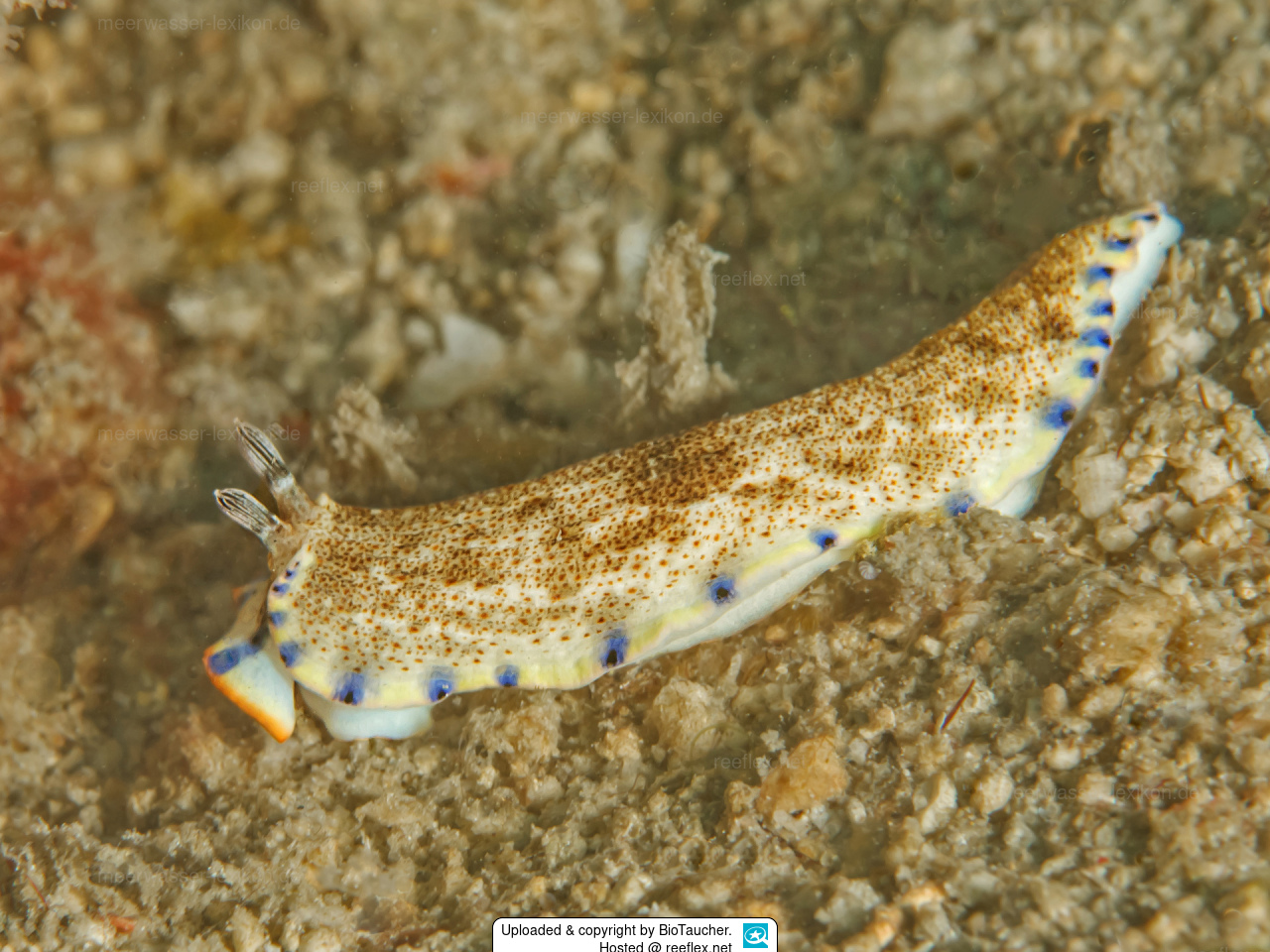 Dermatobranchus caeruleomaculatus Nudibranch