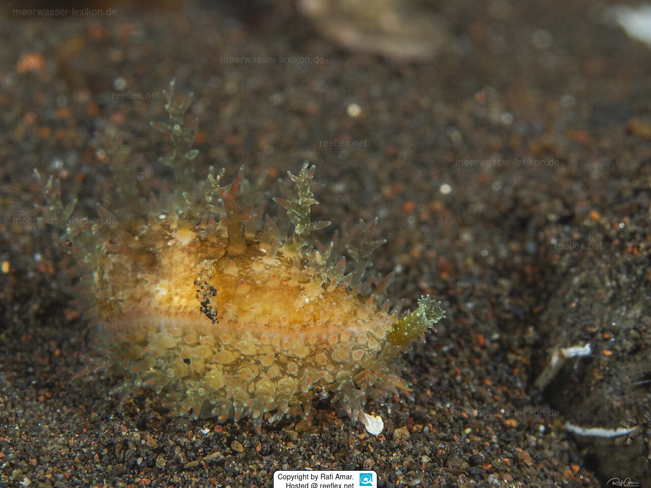 Naria labrolineata Naria Labrolineata,Labrolineata Cowry