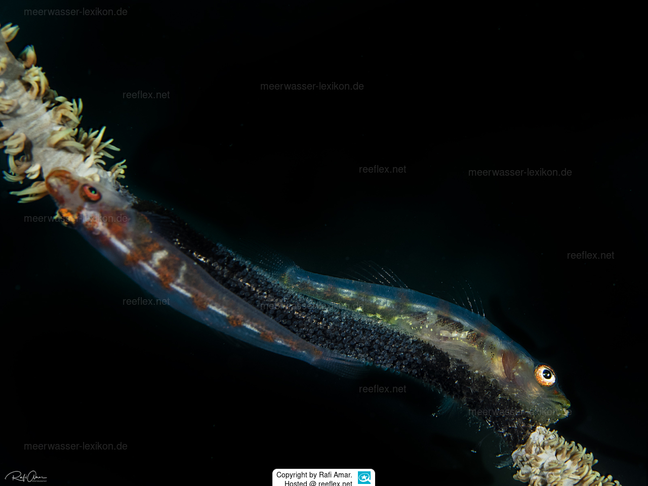 Bryaninops amplus Large Whip Goby Gorgonian Goby, White-line Seawhip Goby