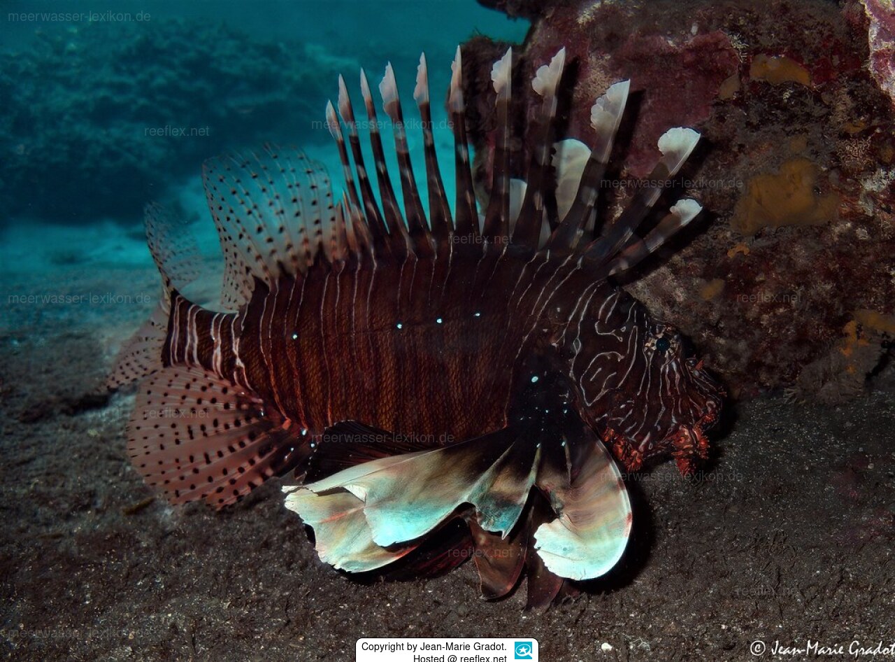 Pterois miles Devil Firefish, Common lionfish