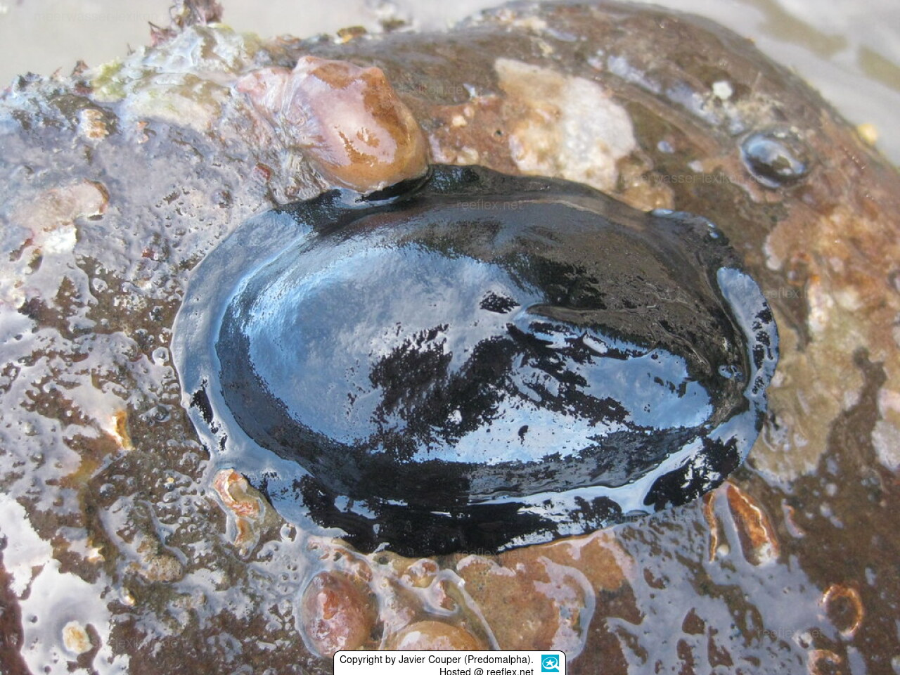 Scutus breviculus Shield Shell, Duck Billed Limpet