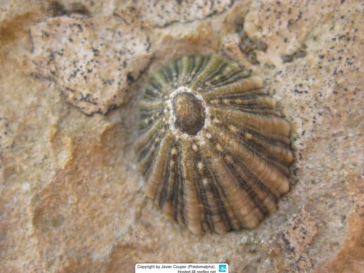 Cellana ornata Ornate Limpet