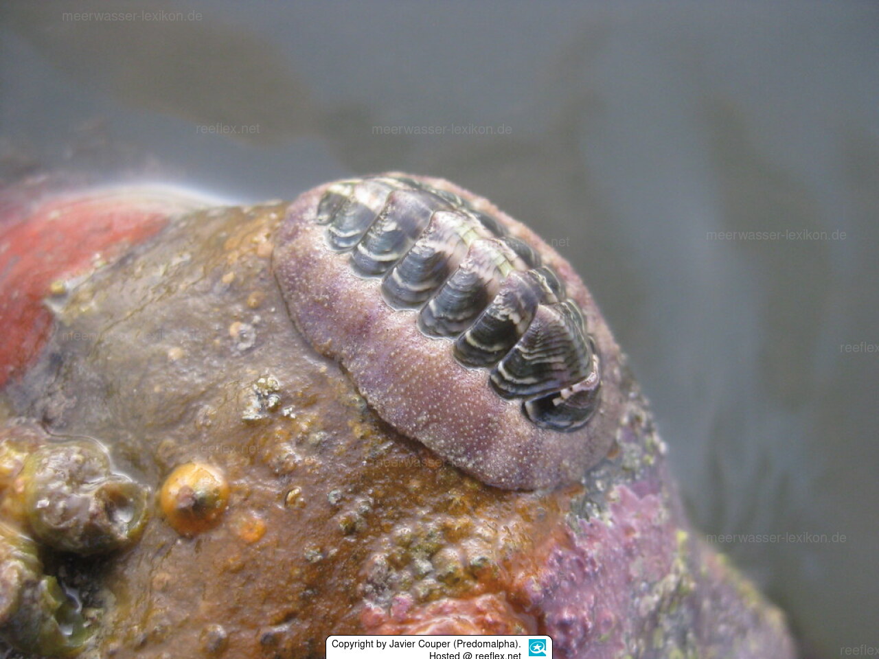 Onithochiton neglectus Chiton