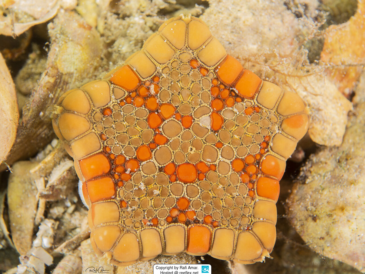 Tosia australis Common Biscuit Star, Biscuit Star