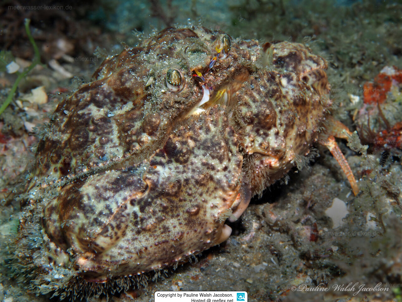 Calappa sulcata Yellow Box Crab