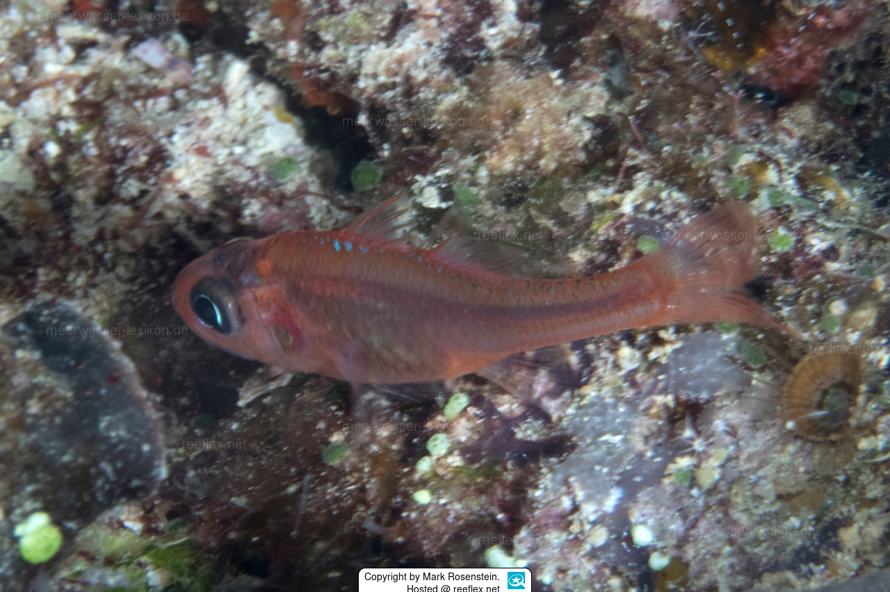 Apogon crassiceps Little Red Cardinalfish, Transparent Cardinalfish ...