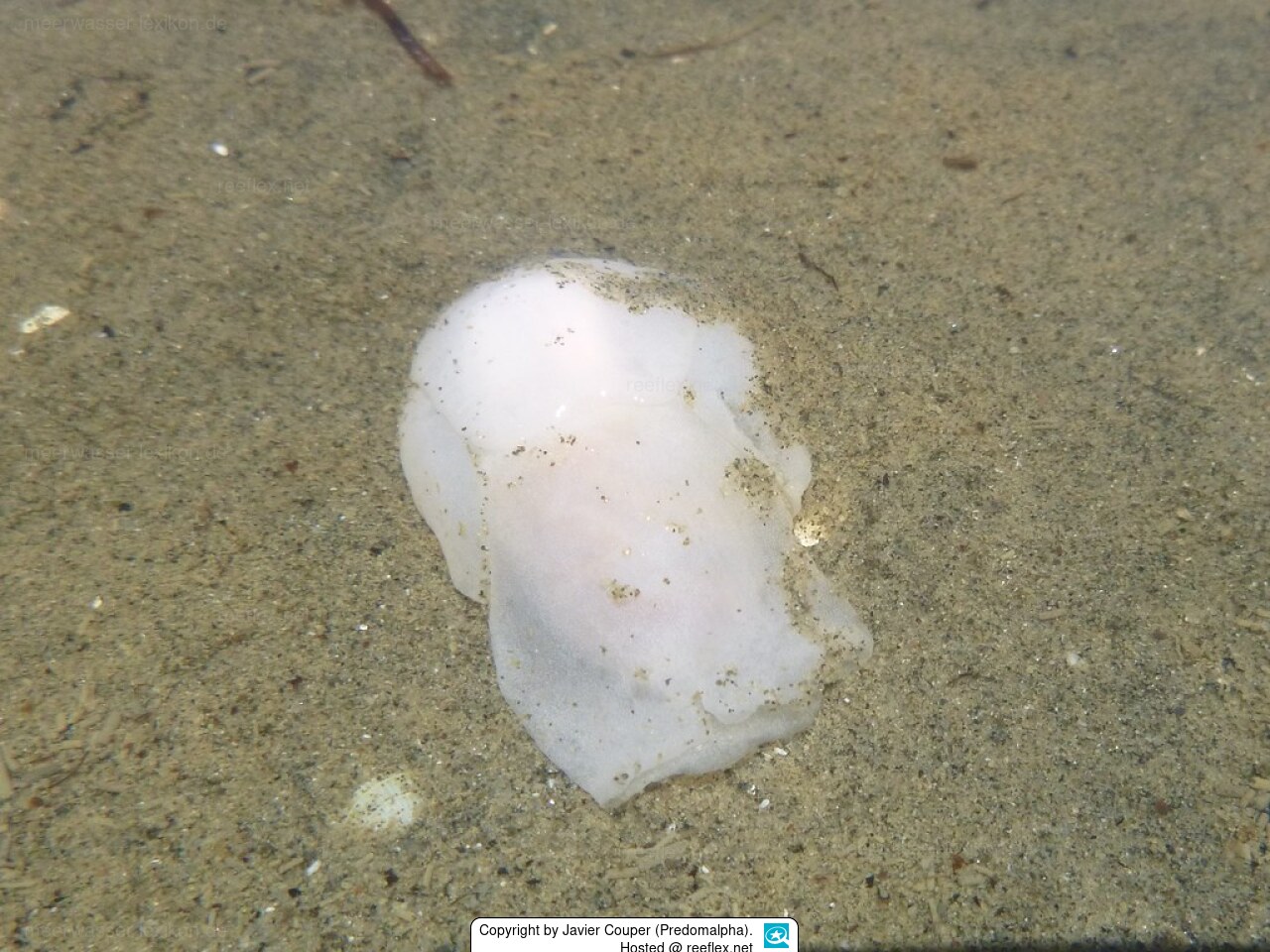 Philine auriformis New Zealand Tortellini Snail, Tortellini Snail, Ear ...