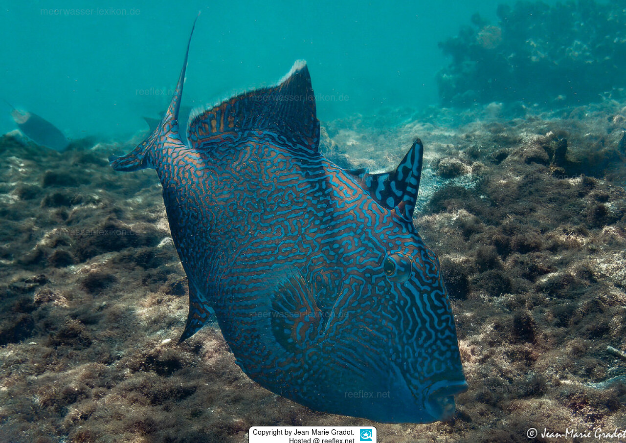 Pseudobalistes fuscus Yellow-spotted triggerfish