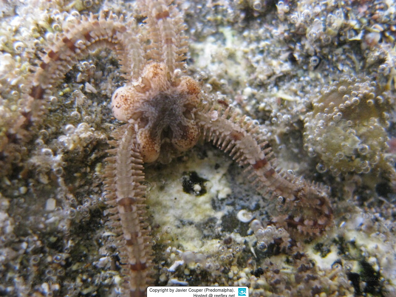 Ophiactis resiliens Brittle star