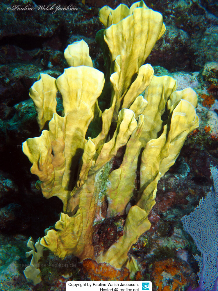 Branching Fire Coral