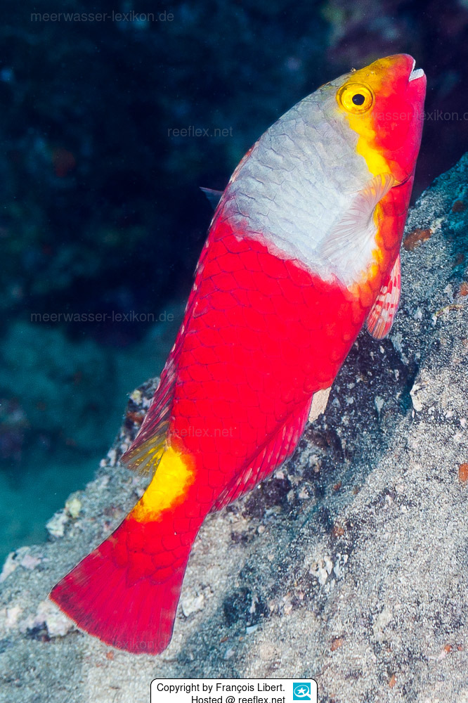 Sparisoma cretense Parrotfish, Mediterranean Parrotfish