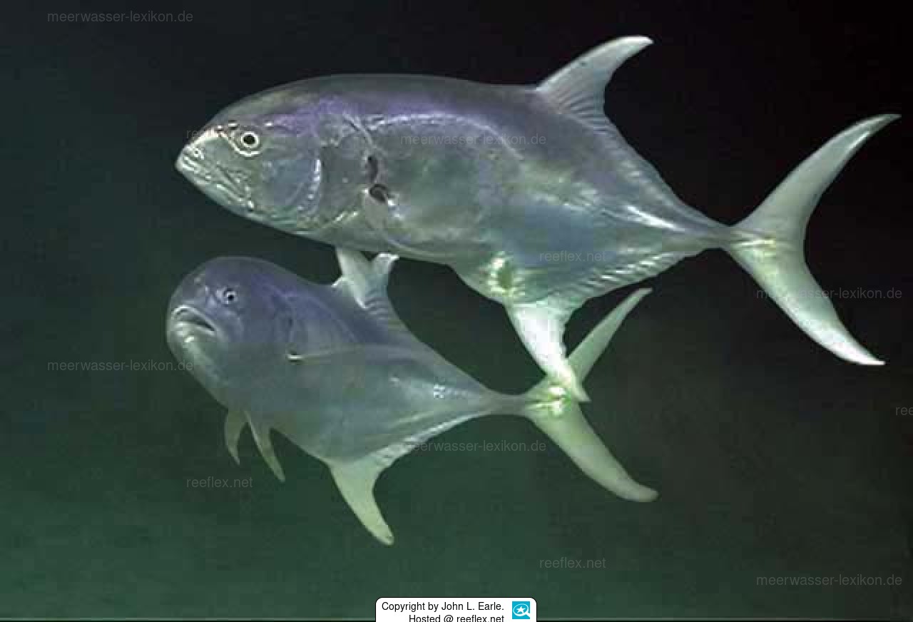 Caranx caninus Pacific crevalle jack