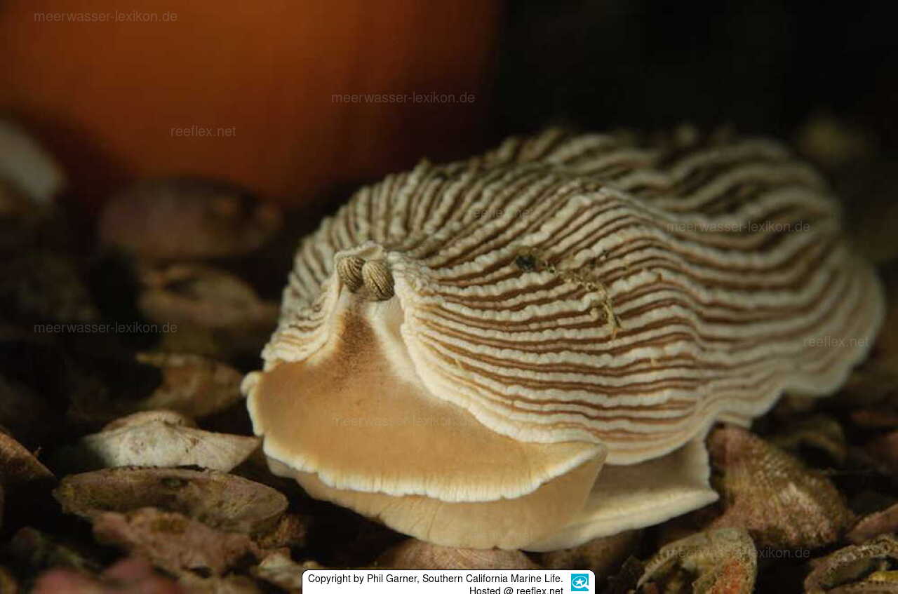 Armina californica California Armina