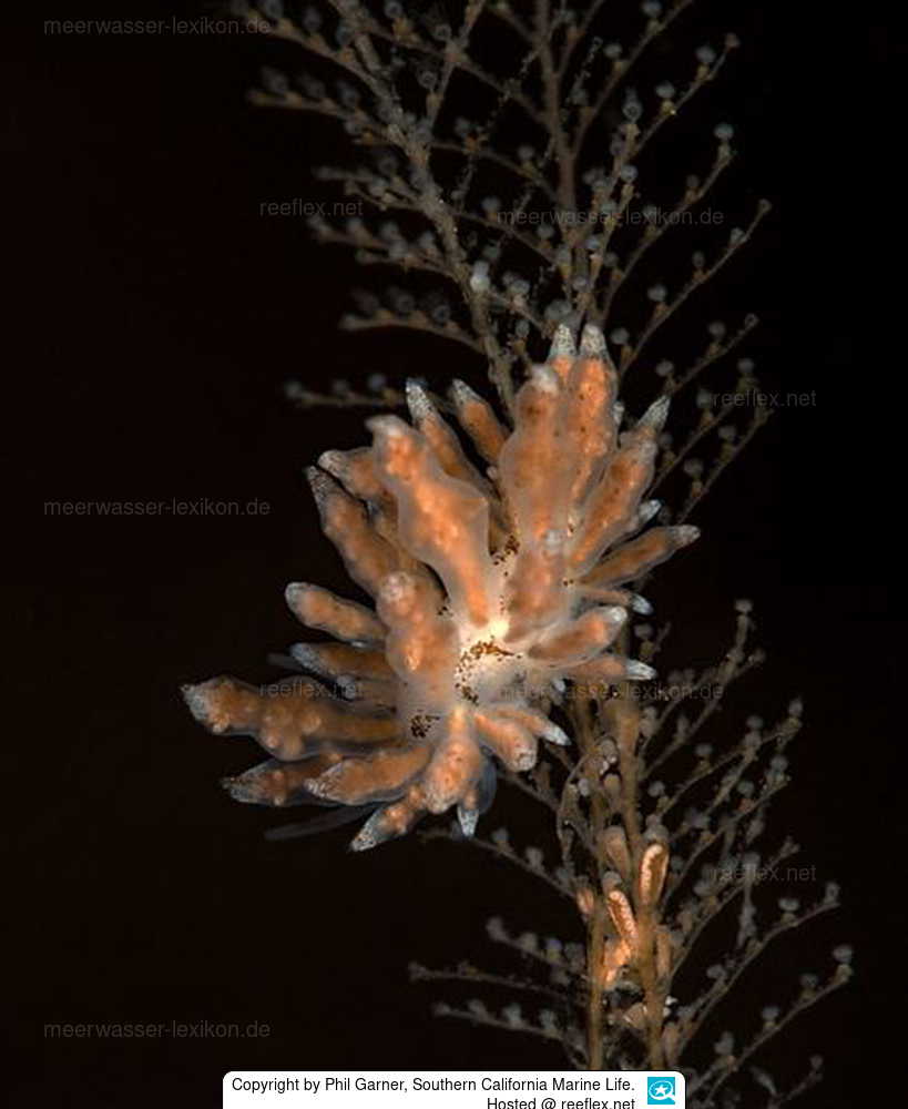 Eubranchus rustyus