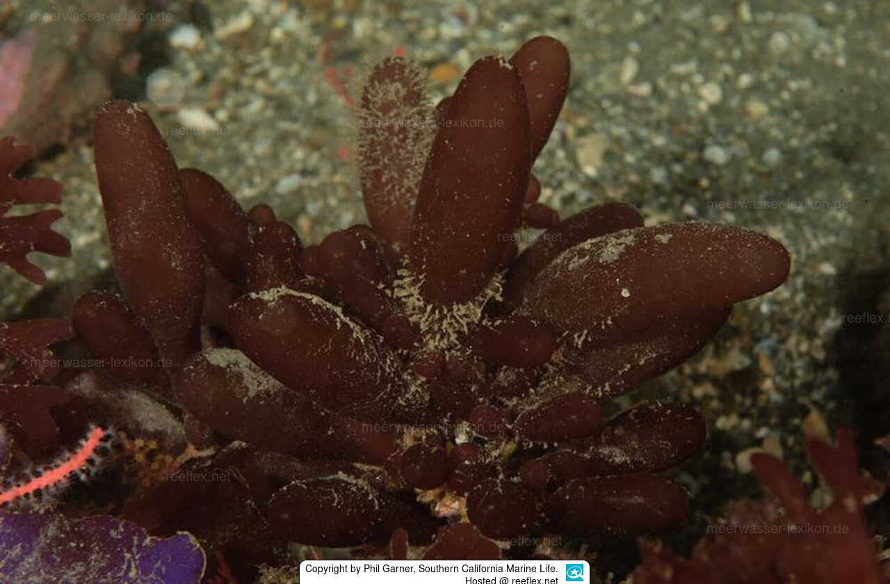 Botryocladia pseudodichotoma Sea Grapes