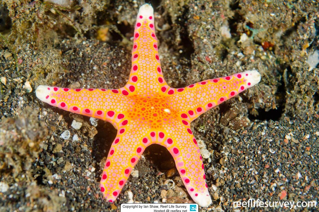 Neoferdina insolita Unusual Sea Star
