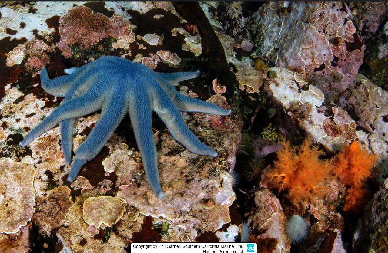 Solaster stimpsoni Sun-Starfish