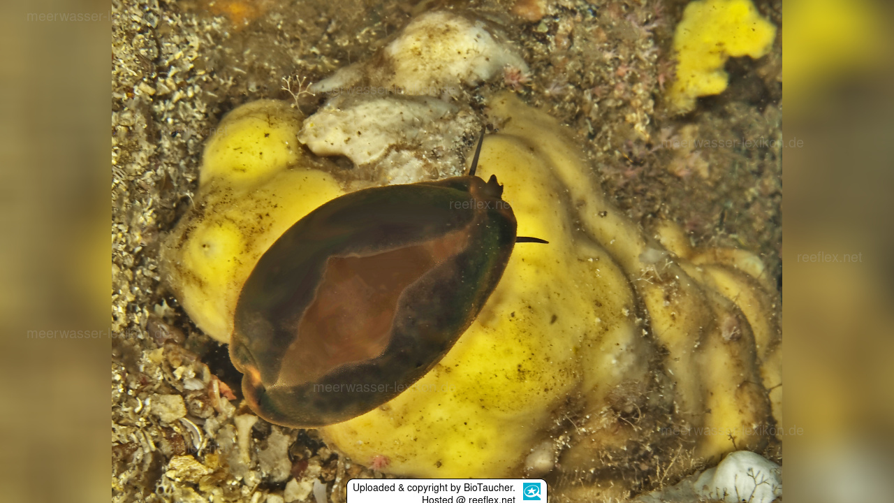 Luria lurida Brown cowry, Lurid cowrie