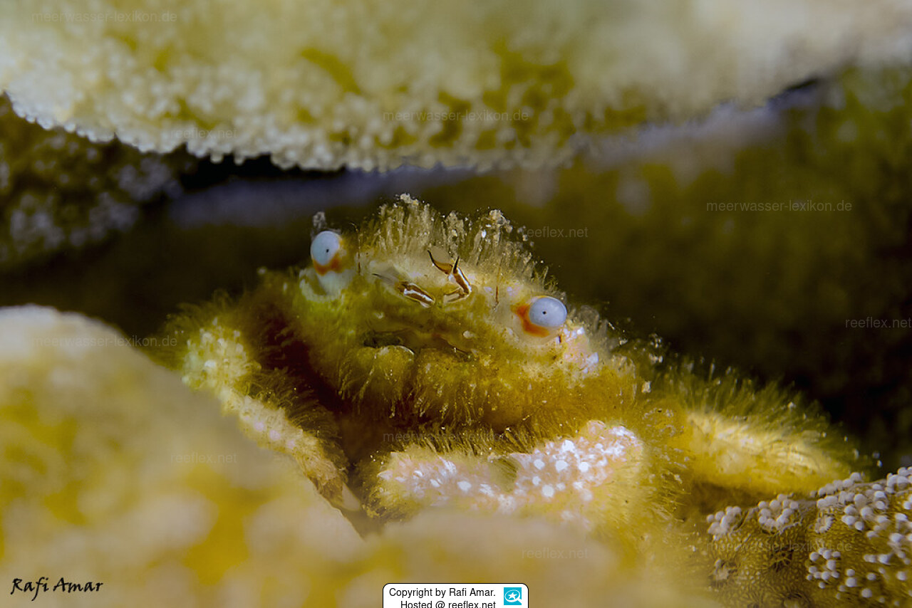 Cymo andreossyi White-finger coral crab, Hairy coral crab