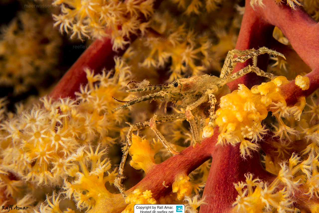 Hyastenus borradailei White-V Hydroid Crab, White-V Hydroid Spider Crab