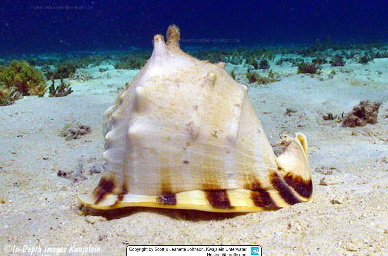 Cassis cornuta Horned Helmet ,Giant Helmet, helmet shell
