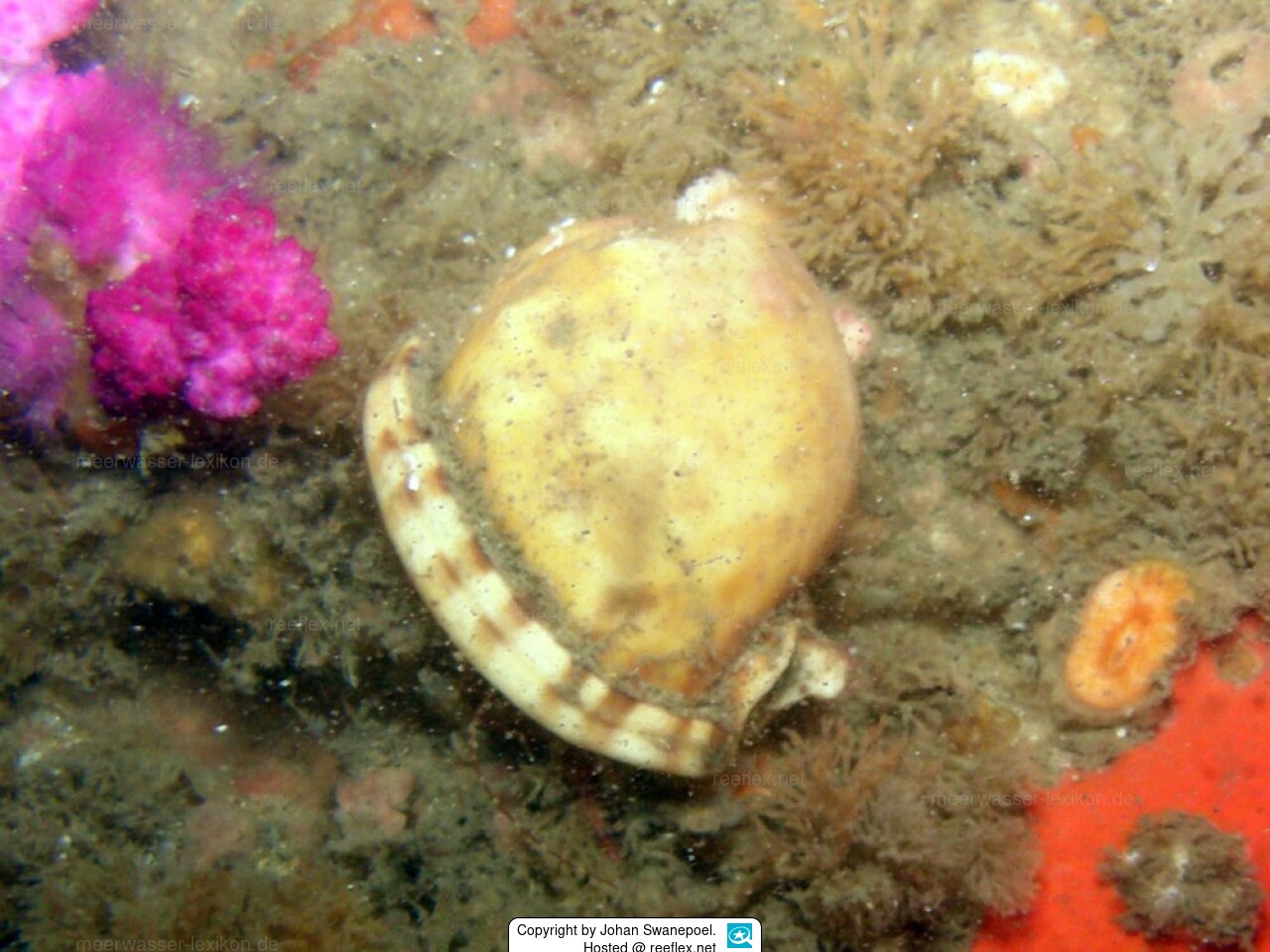 Semicassis zeylanica Helmet shell snail