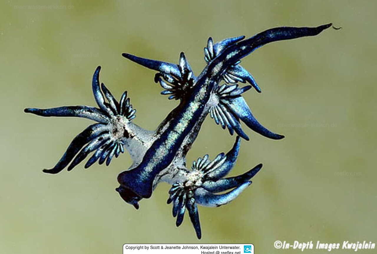 Glaucus atlanticus Man-Of-War Nudibranch, Blue Glaucus , Sea Swallow ...