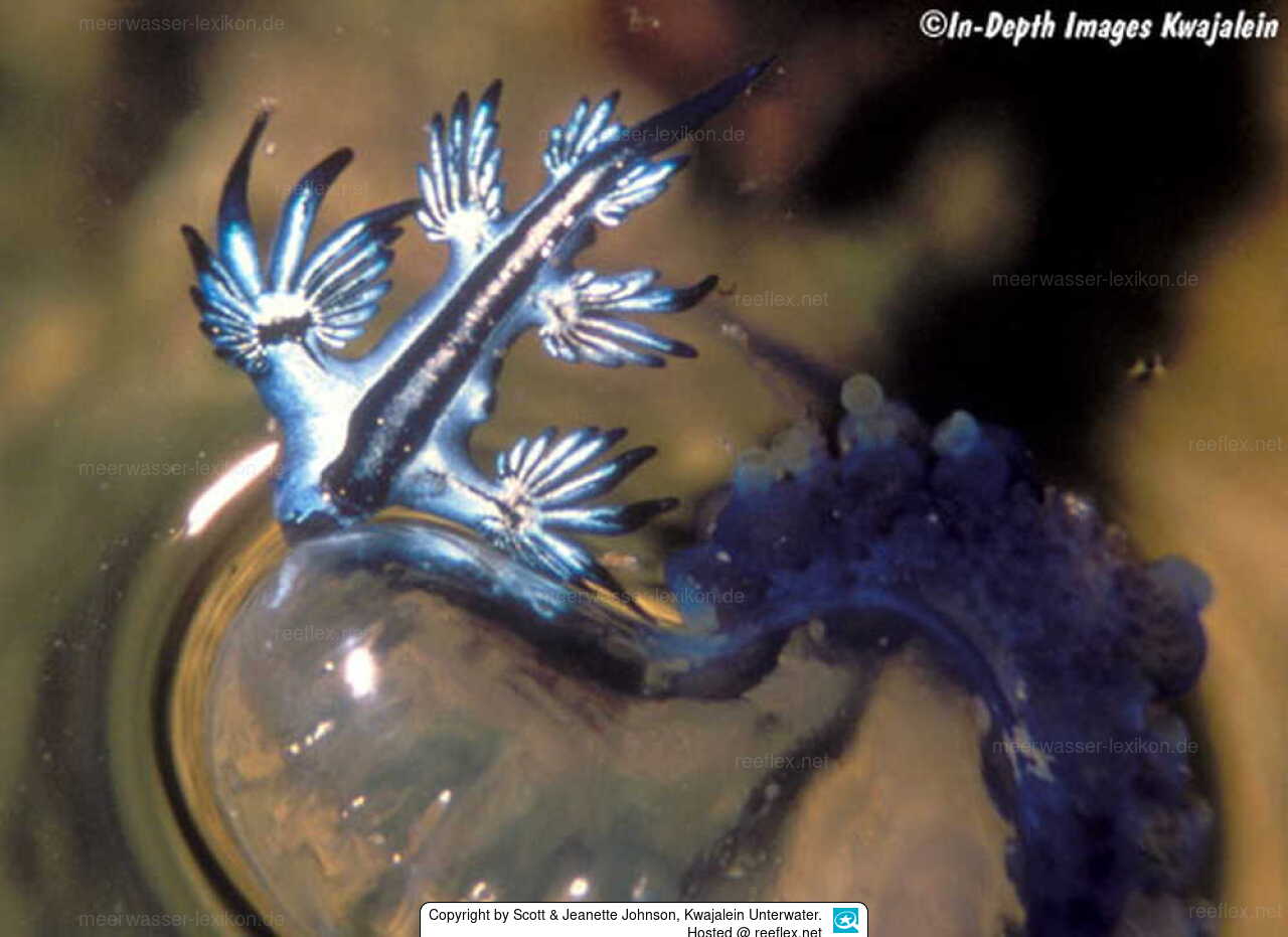 Glaucus atlanticus Man-Of-War Nudibranch, Blue Glaucus , Sea Swallow ...