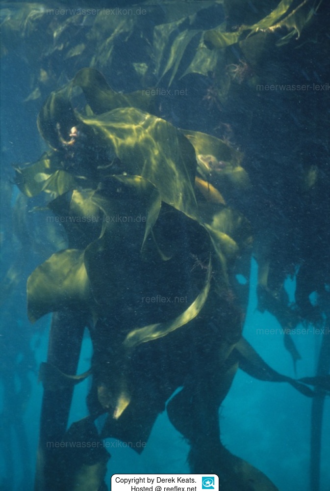 Ecklonia maxima Sea Bamboo