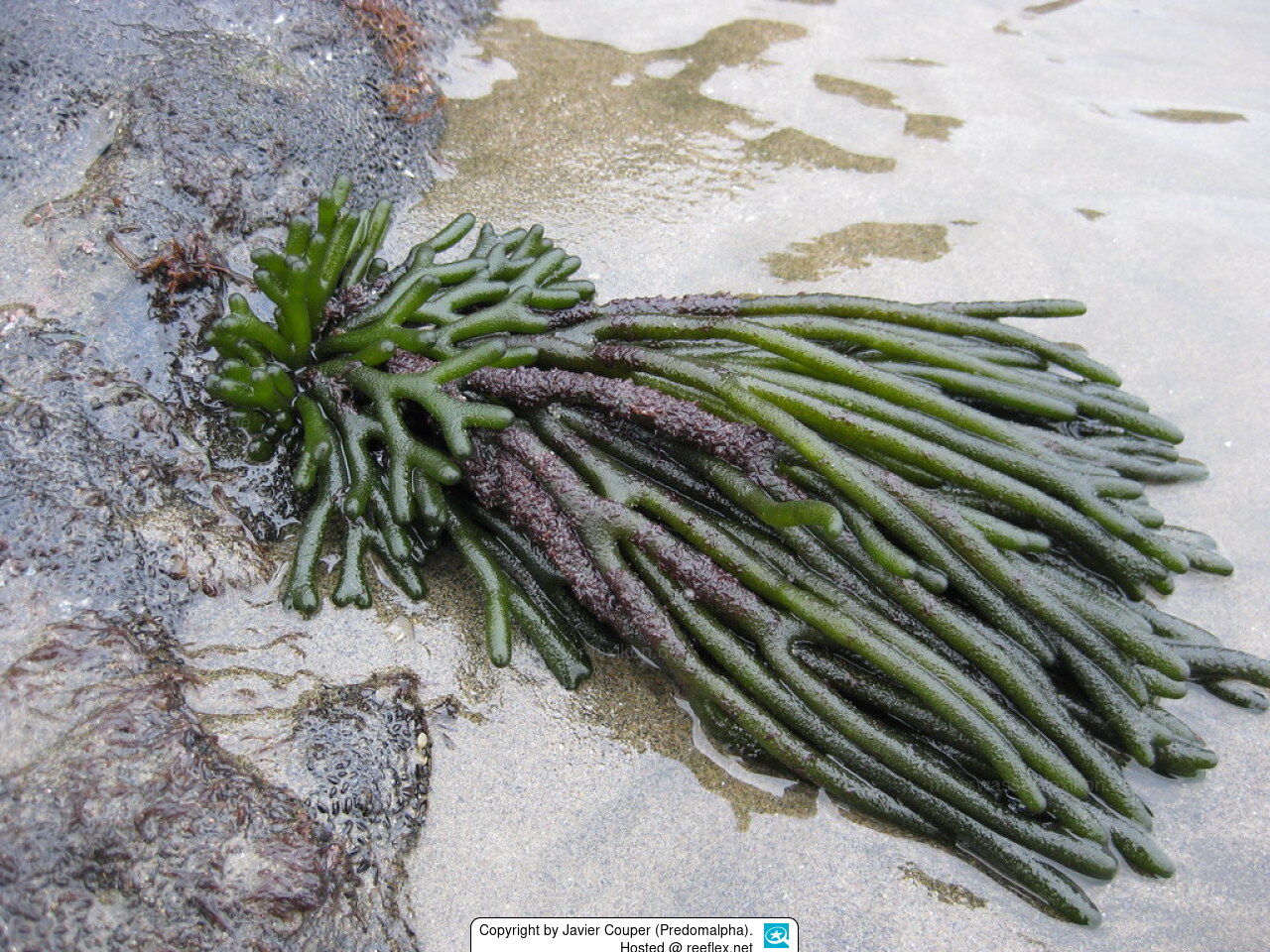 Codium fragile Green algae, sponge seaweed, Green sea fingers, dead man ...