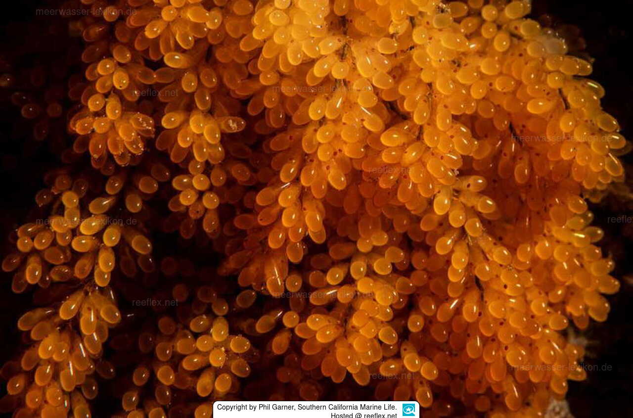 Octopus rubescens Pacific Red Octopus