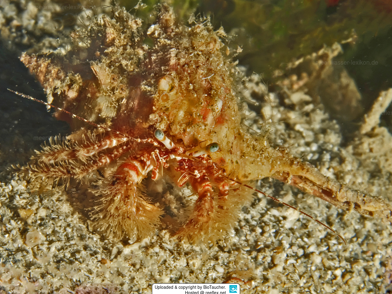 Pagurus cuanensis Hairy Hermit Crab, Woolly Hermit Crab