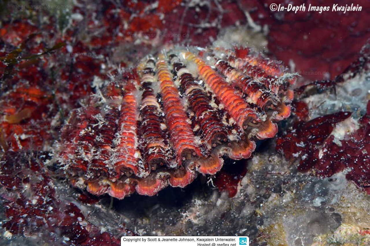 Gloripallium pallium Royal Cloak Scallop