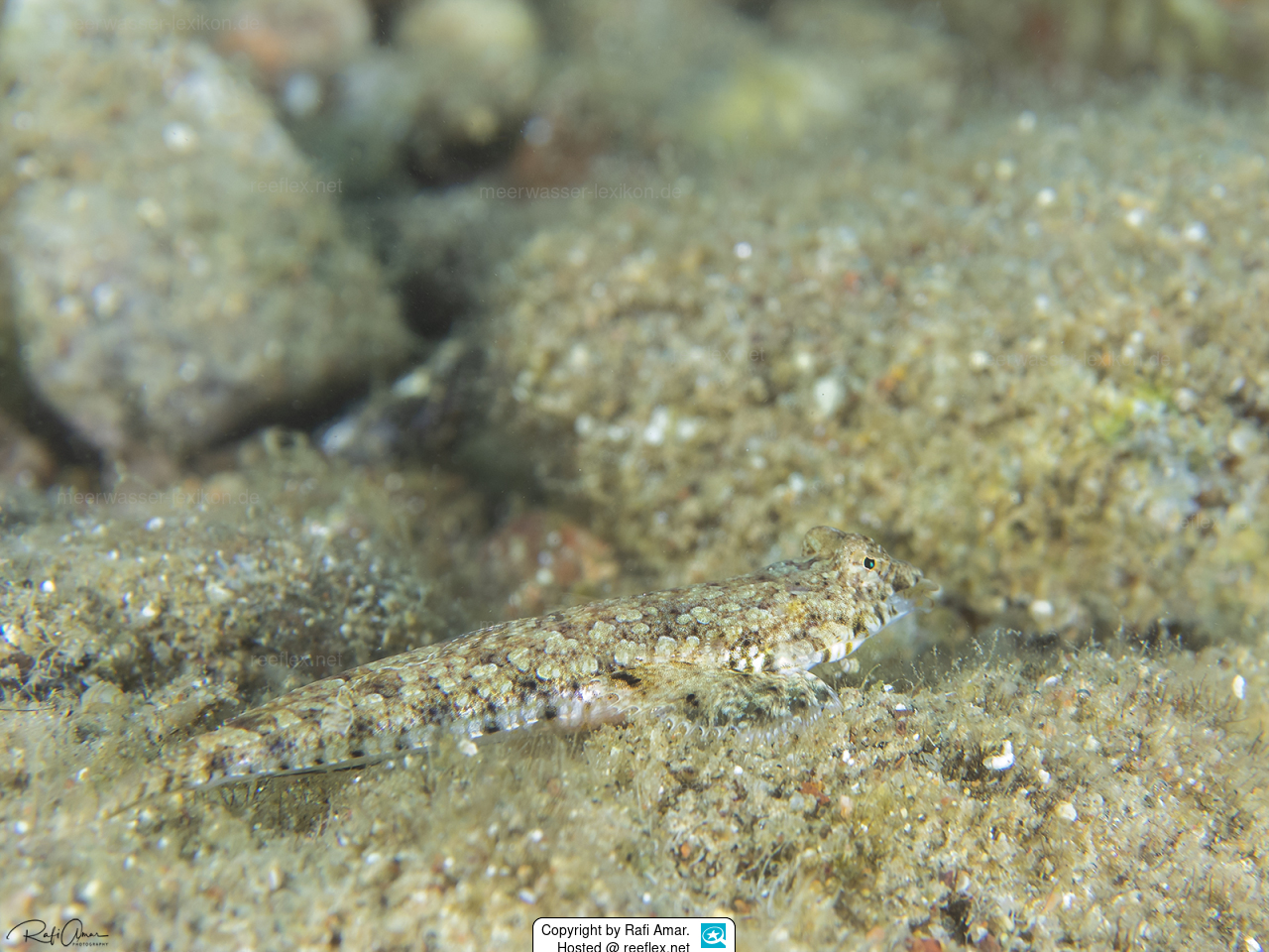 Callionymus filamentosus Blotchfin dragonet