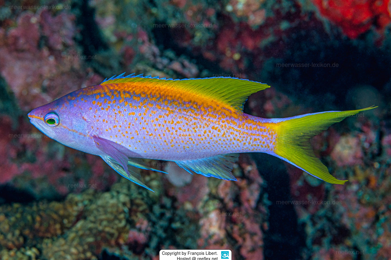 Pseudanthias evansi Yellowback anthias