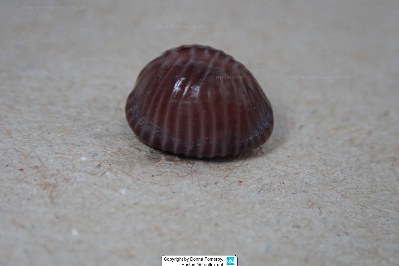 Pusula pediculus Louse Trivia, Coffee Bean Trivia, Coffee Bean Cowry