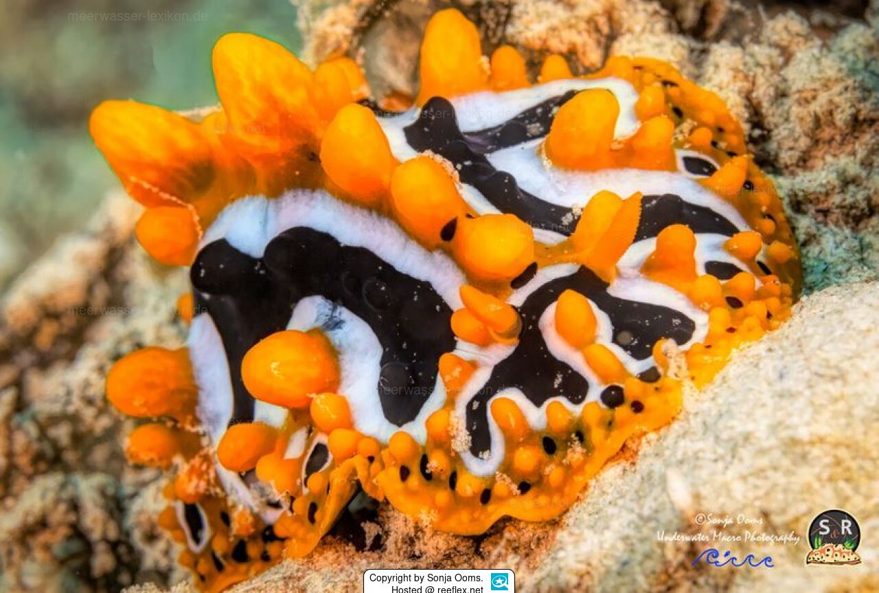 Phyllidia undula Wave Wart Slug