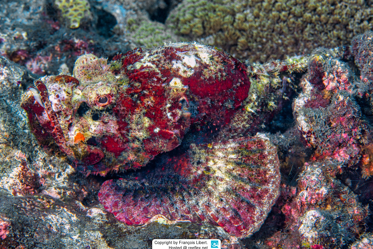 Scorpaenopsis diabolus Devil Scorpionfish, False Scorpionfish, False ...