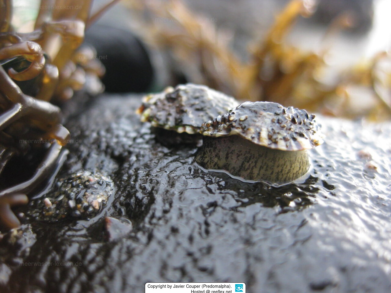 Siphonaria australis False Limpet, Common Pulmonate Limpet