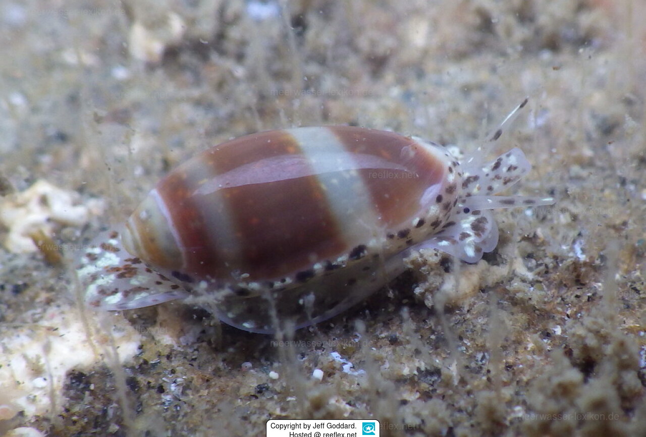 Volvarina taeniolata California Marginella, Californian Margin Shell ...