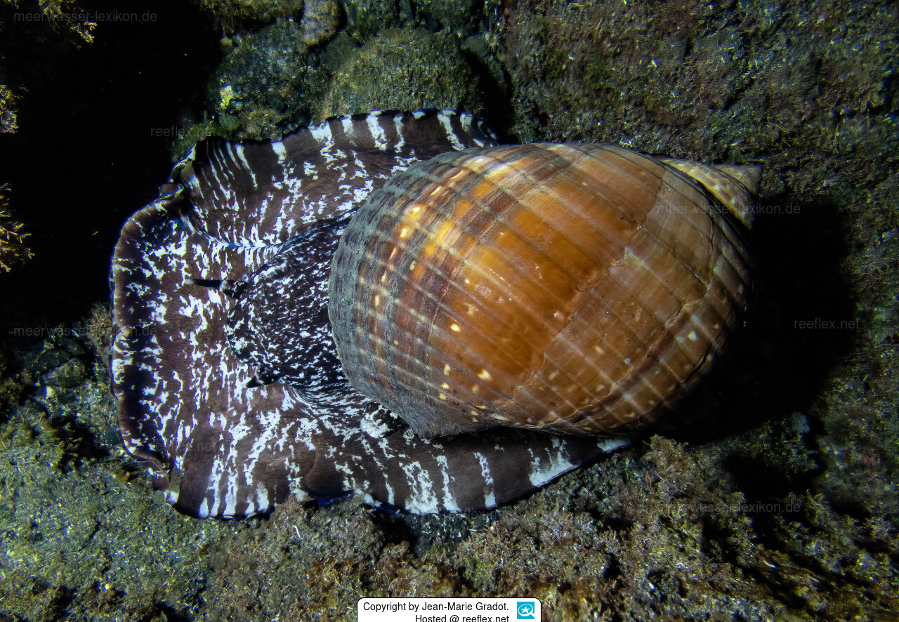 Tonna perdix Partridge Tun Shell