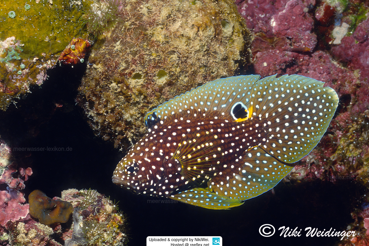 Calloplesiops altivelis Comet